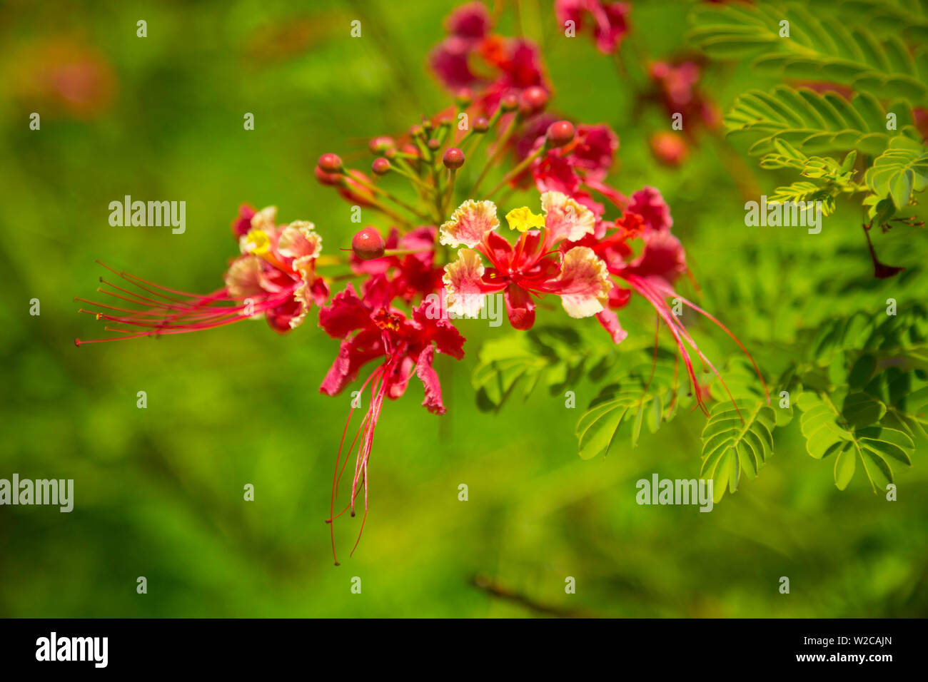 Indian flame tree hi-res stock photography and images - Alamy