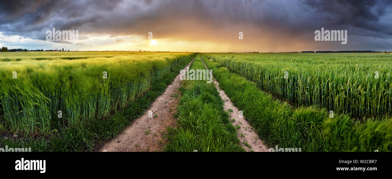 Beautiful sunset scene grass field hi-res stock photography and images ...