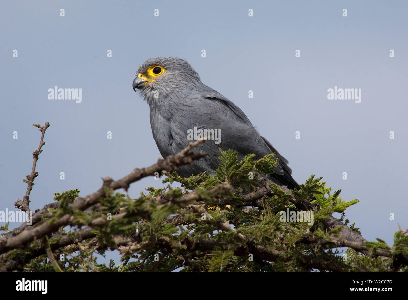 Grey Kestrel, Falco ardosiaceus, on a thorn tree in Serengeti, Tanzania ...