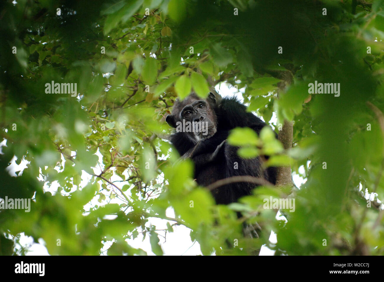 Chimpanzee in bush at Mahale Mountains National Park, Tanzania Stock ...