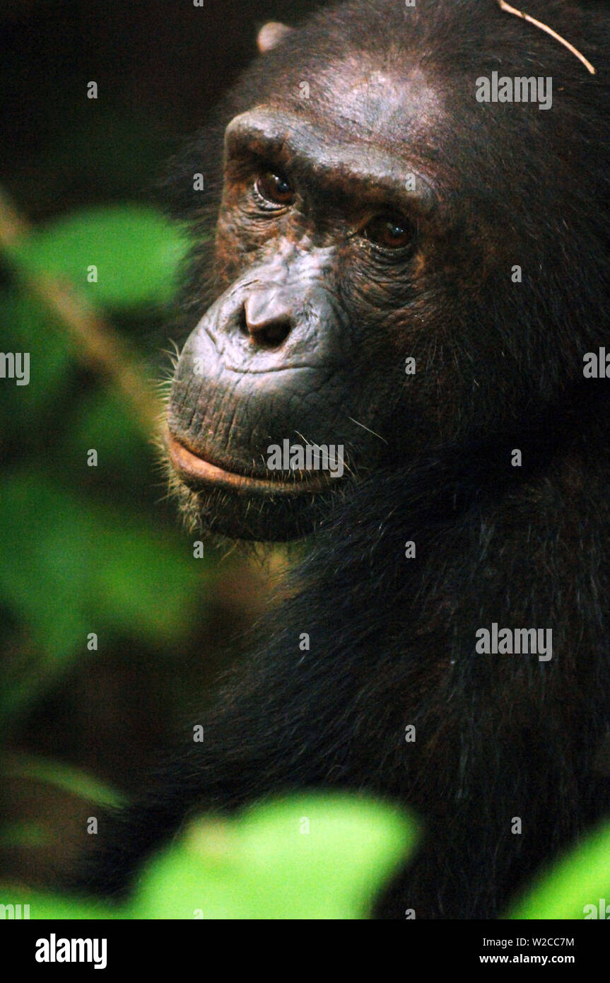 Mahale chimpanzee hi-res stock photography and images - Alamy