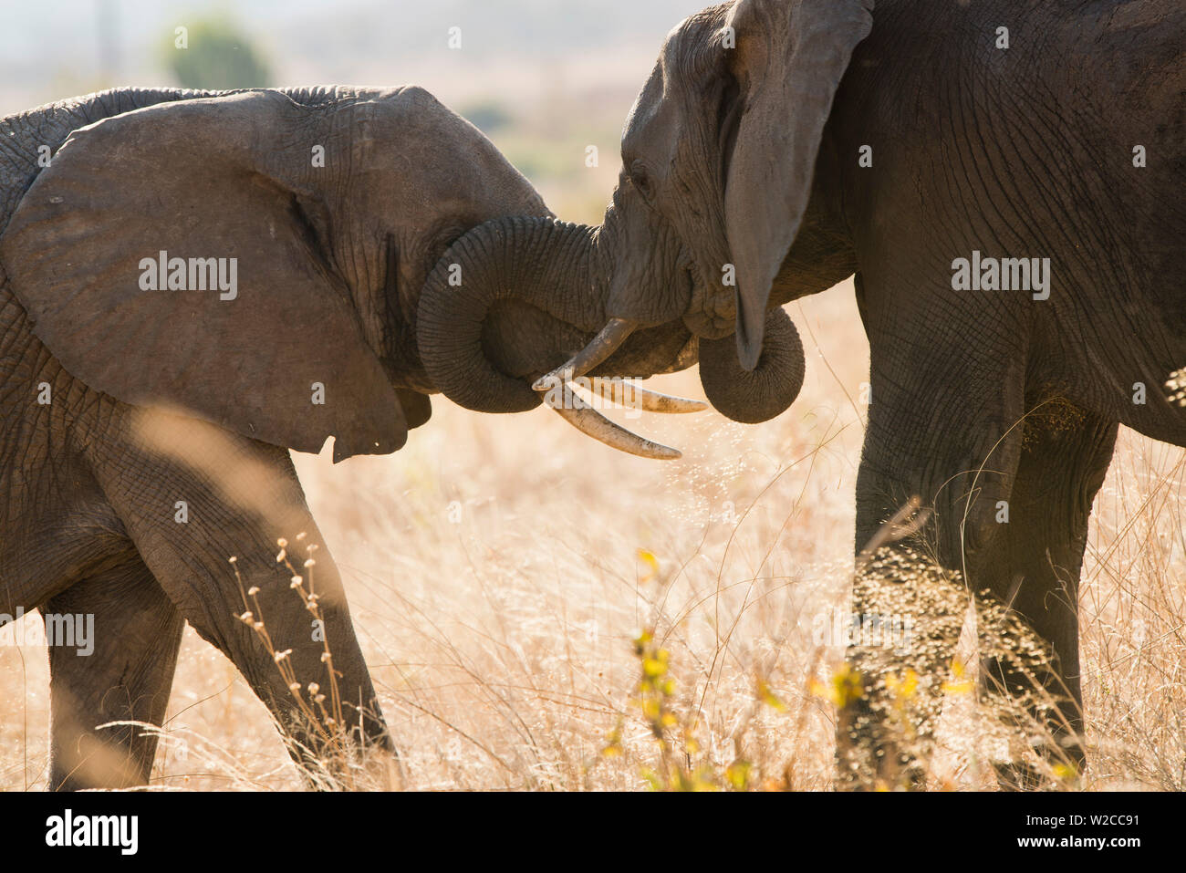 Smaller Than African Elephants High Resolution Stock Photography and ...