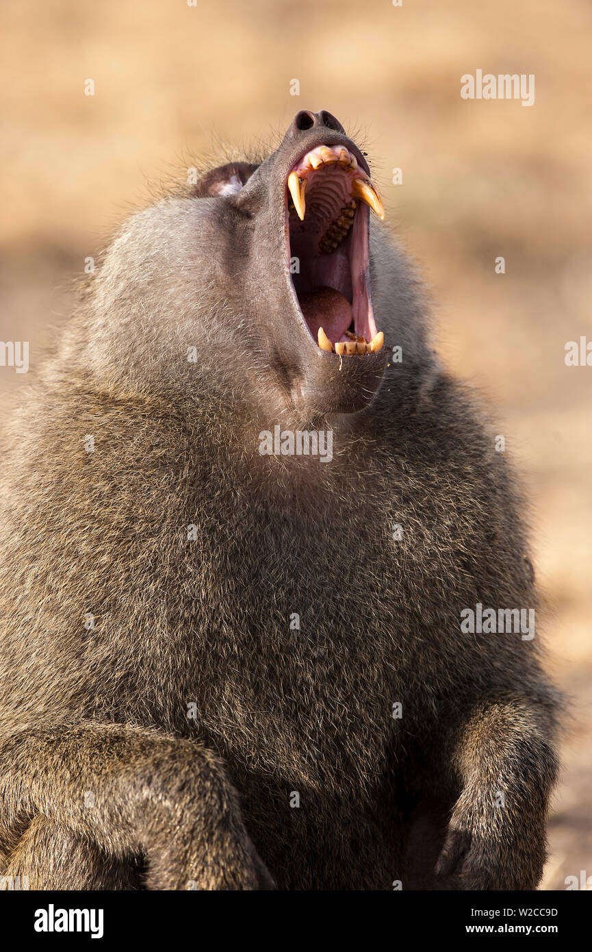 Baboon yawning portrait, Tarangire, Tanzania Stock Photo - Alamy