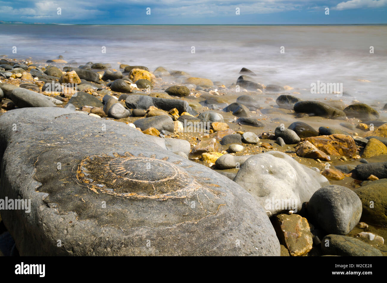 Ammonite fossils dorset hi-res stock photography and images - Alamy