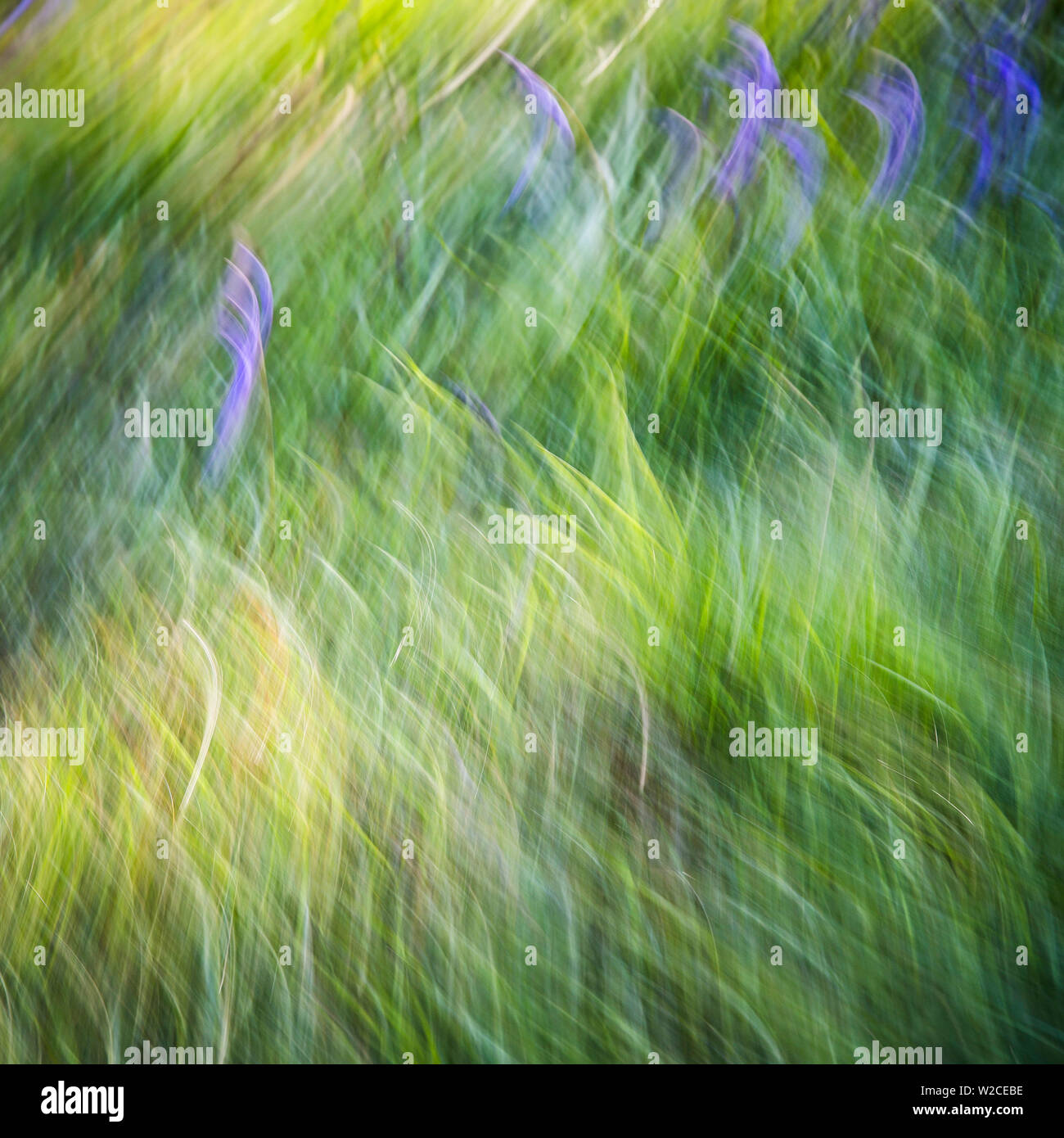 Image of grass hi-res stock photography and images - Alamy