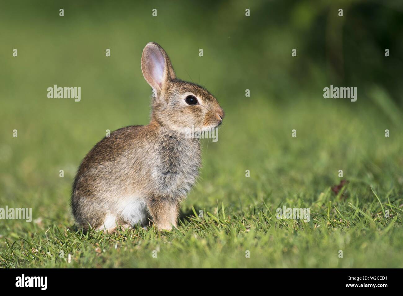 European rabbit (Oryctolagus cuniculus), Pembrokeshire, Wales, United ...