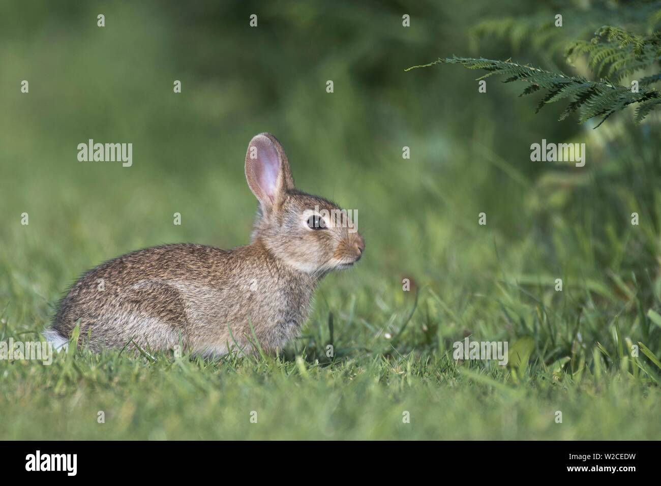 European rabbit (Oryctolagus cuniculus), Pembrokeshire, Wales, United ...
