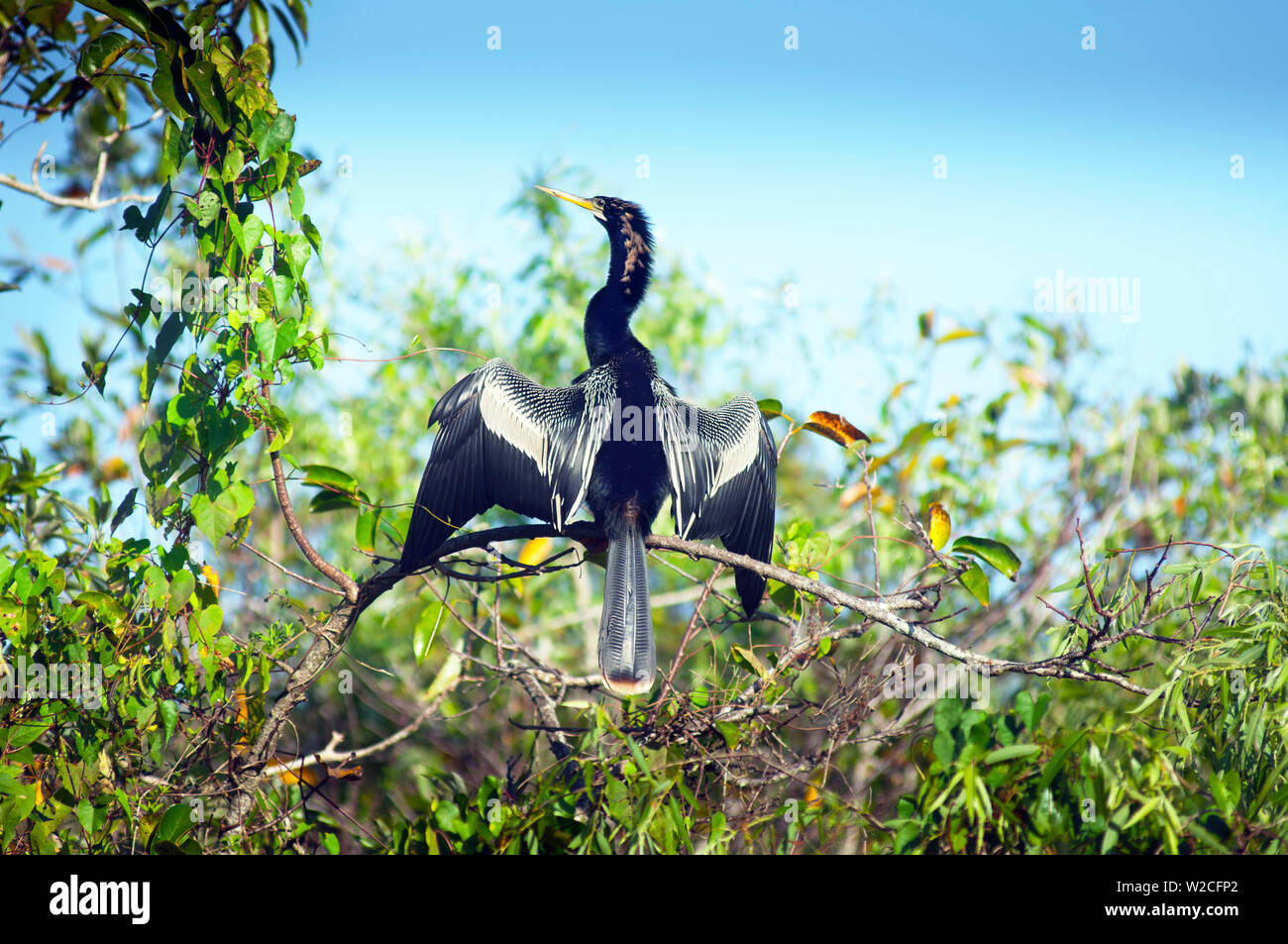 Florida, Everglades National Park, Shark Valley, Anhinga Drying It's ...
