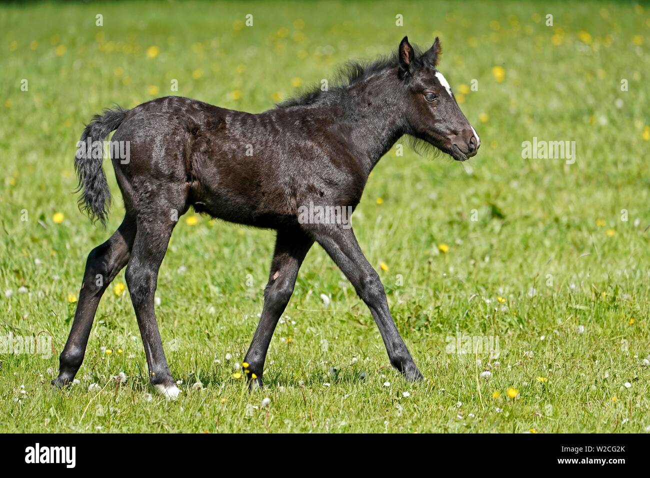 Domestic horse, black foal on the pasture, Germany Stock Photo - Alamy