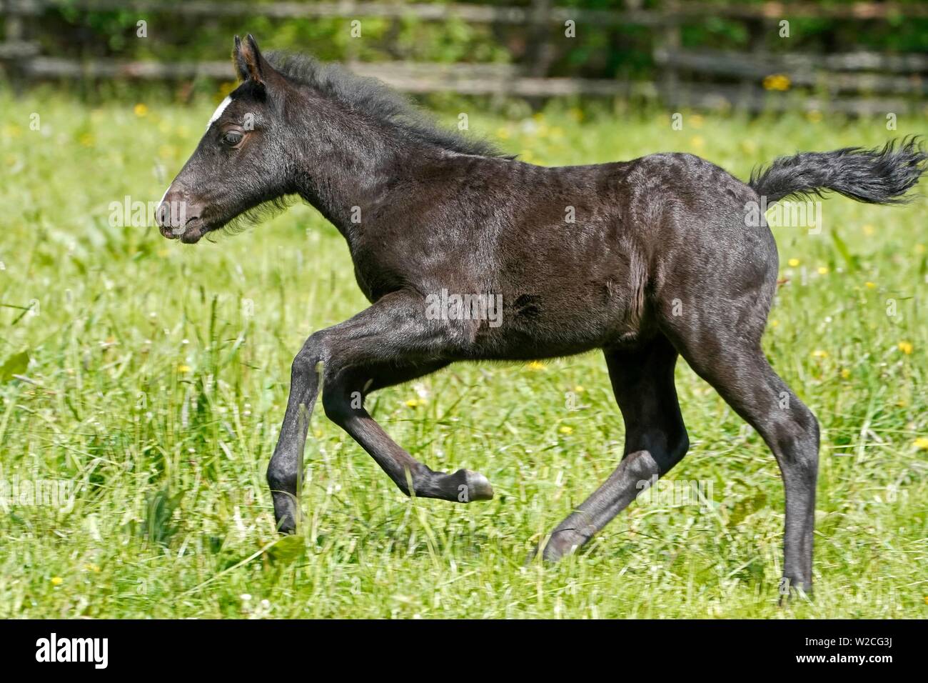 Black foal germany hi-res stock photography and images - Alamy