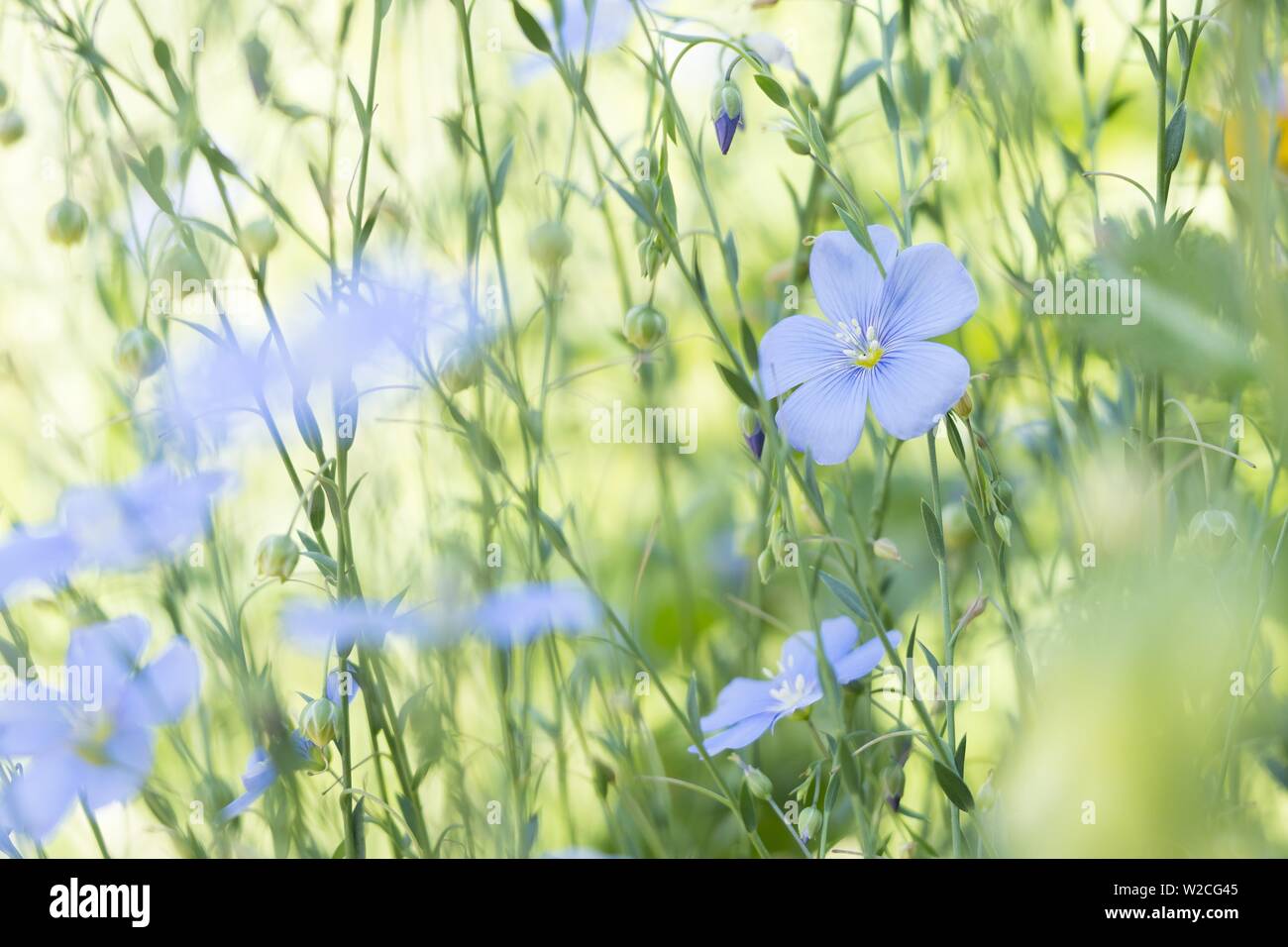 Linum blue flowers hi-res stock photography and images - Alamy