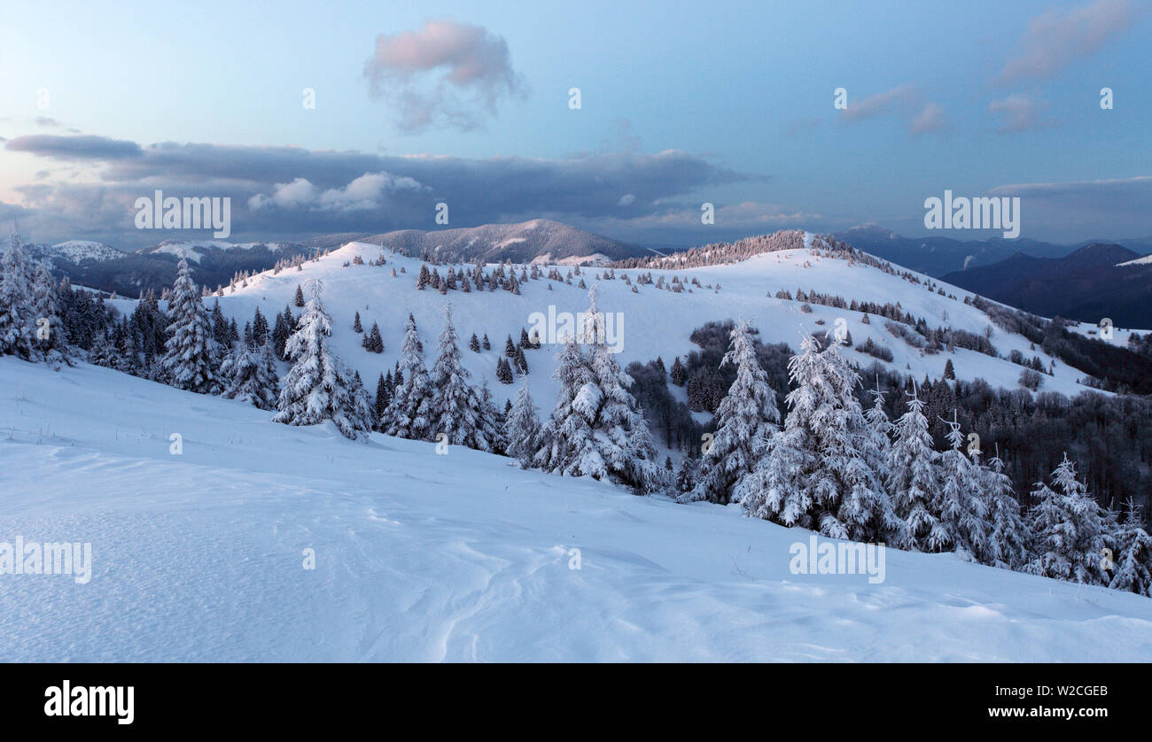Forest mountain at winter, Slovakia Stock Photo - Alamy