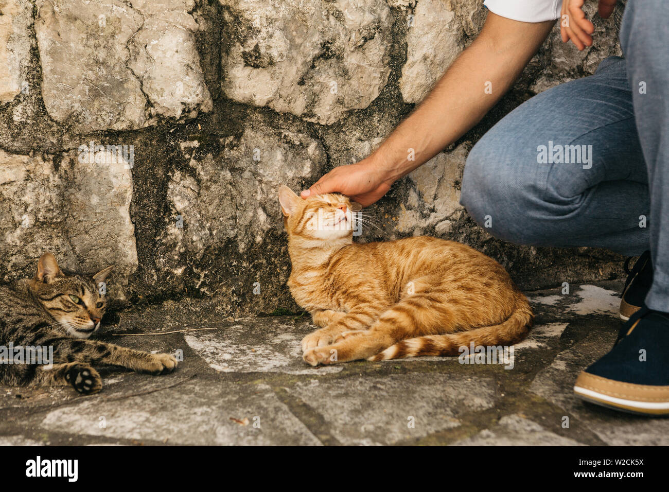 Homeless man with cat hi-res stock photography and images - Alamy