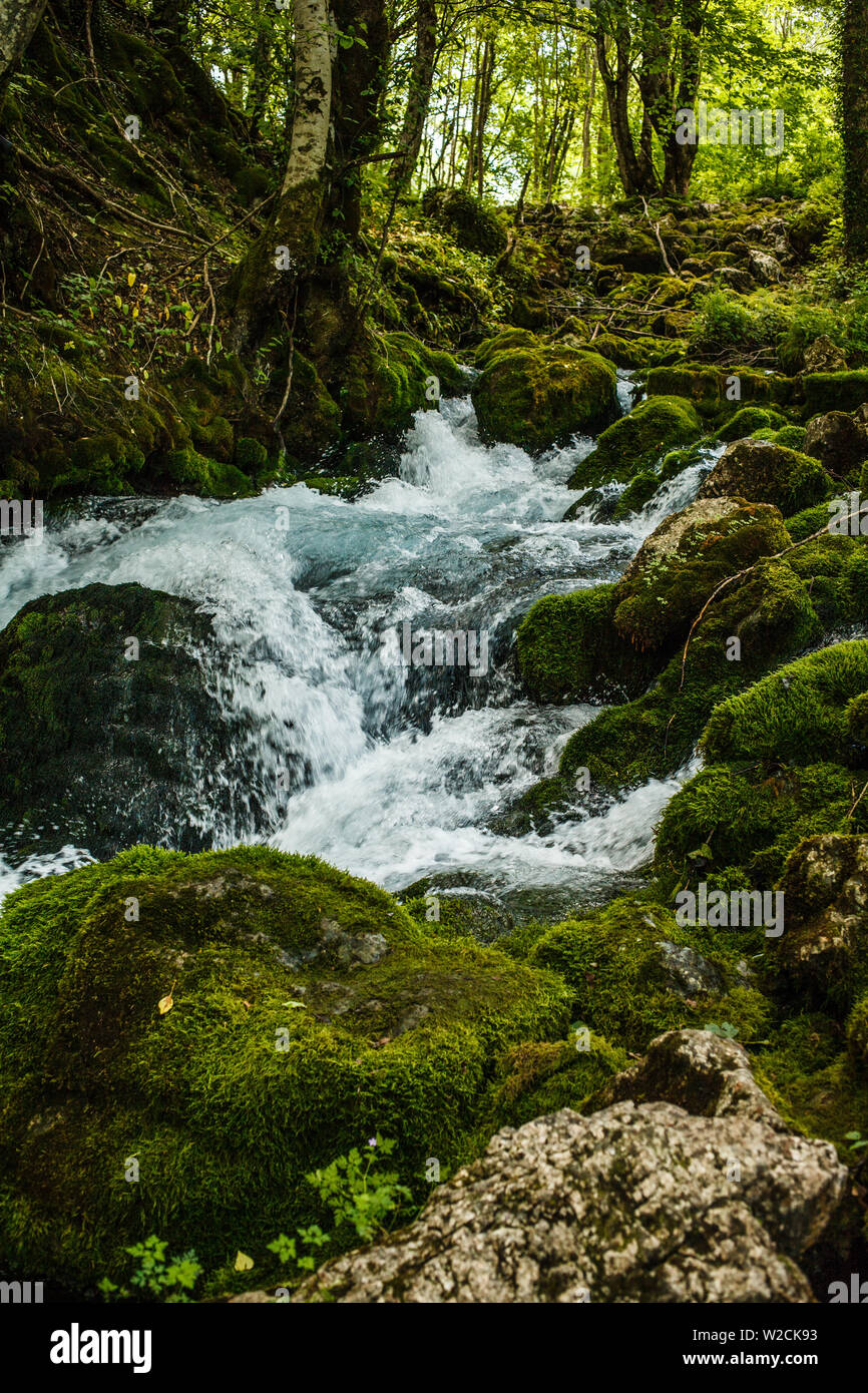 Fast mountain stream in the forests of Montenegro Stock Photo - Alamy