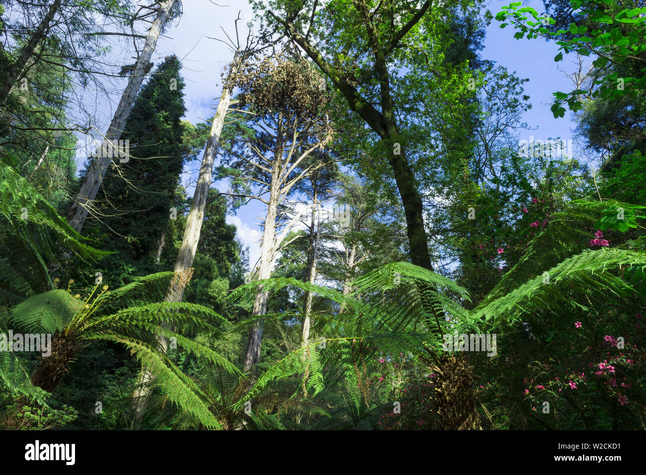 Littoral forest hi-res stock photography and images - Alamy