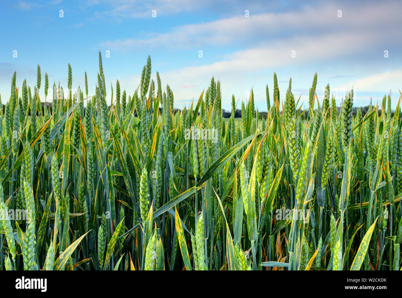 Wheat field green hi-res stock photography and images - Alamy