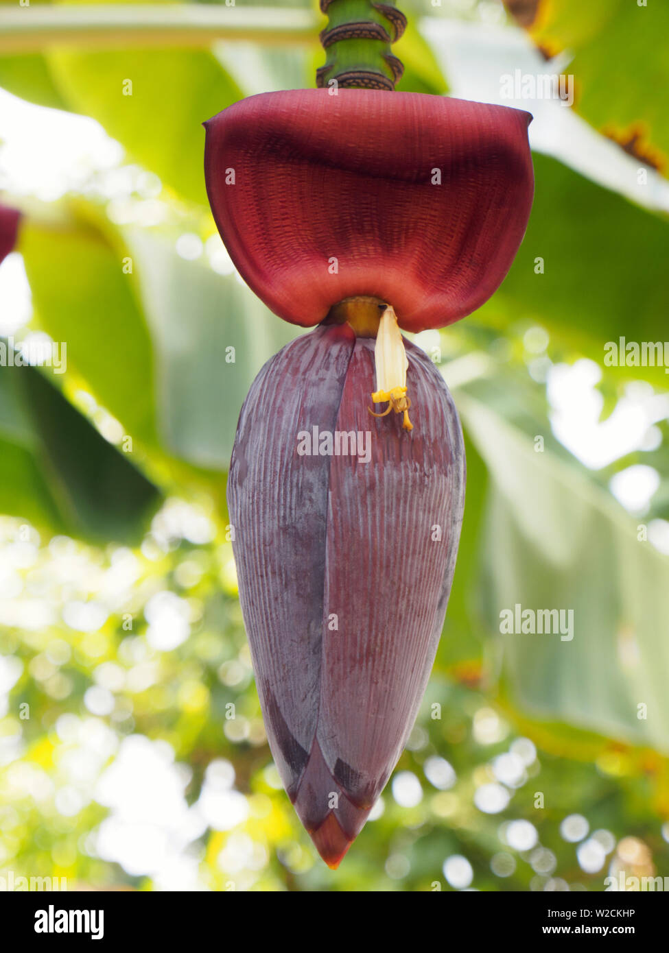 Ecology environmental india hi-res stock photography and images - Alamy