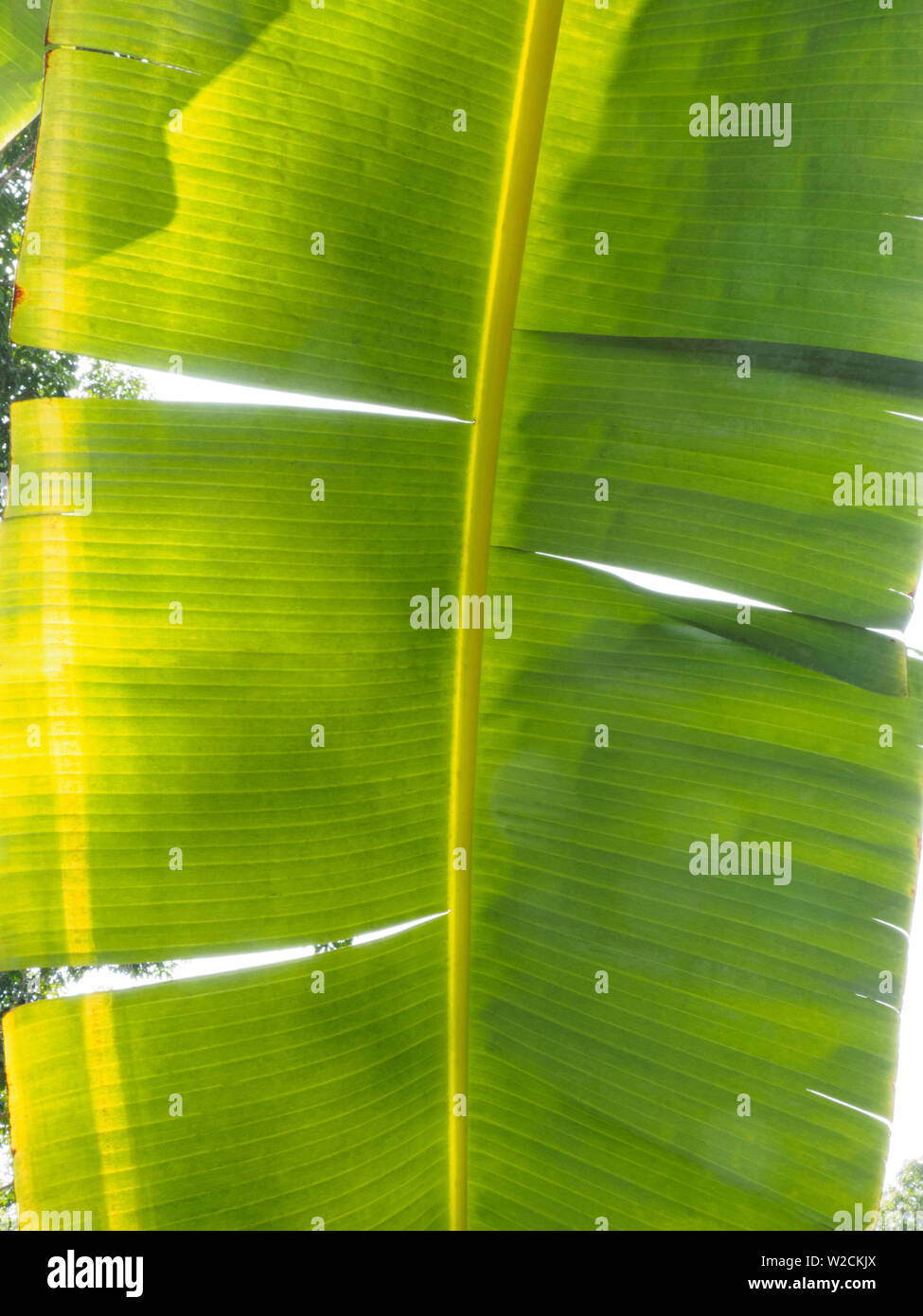 Ecology environmental india hi-res stock photography and images - Alamy