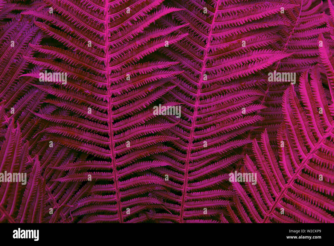 Floral background. Glowing fern in neon trendy colors Proton Purple and ...