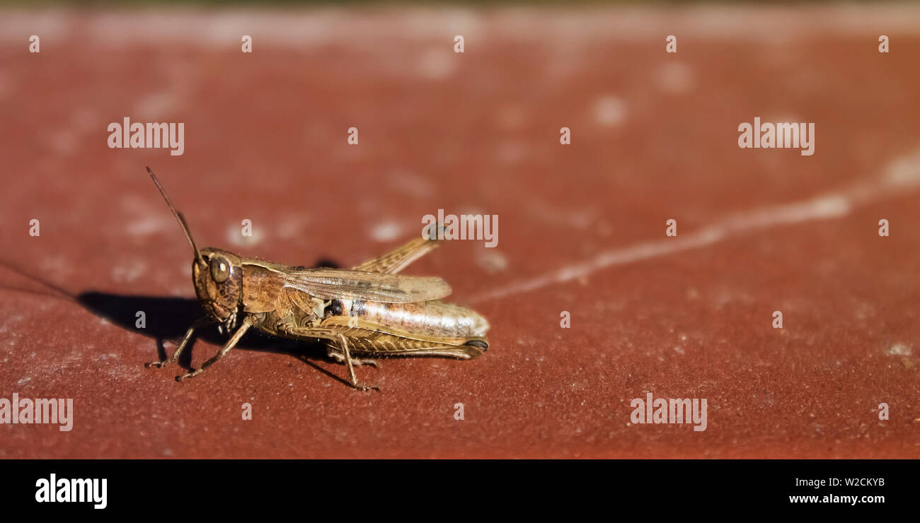 Small, brown grasshopper on the red concrete on hot summer day Stock ...