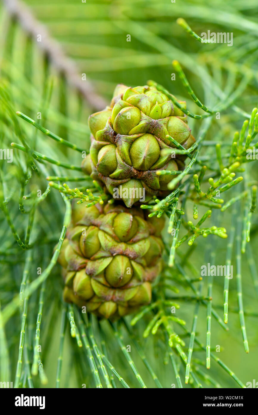 Casuarina cone hi-res stock photography and images - Alamy