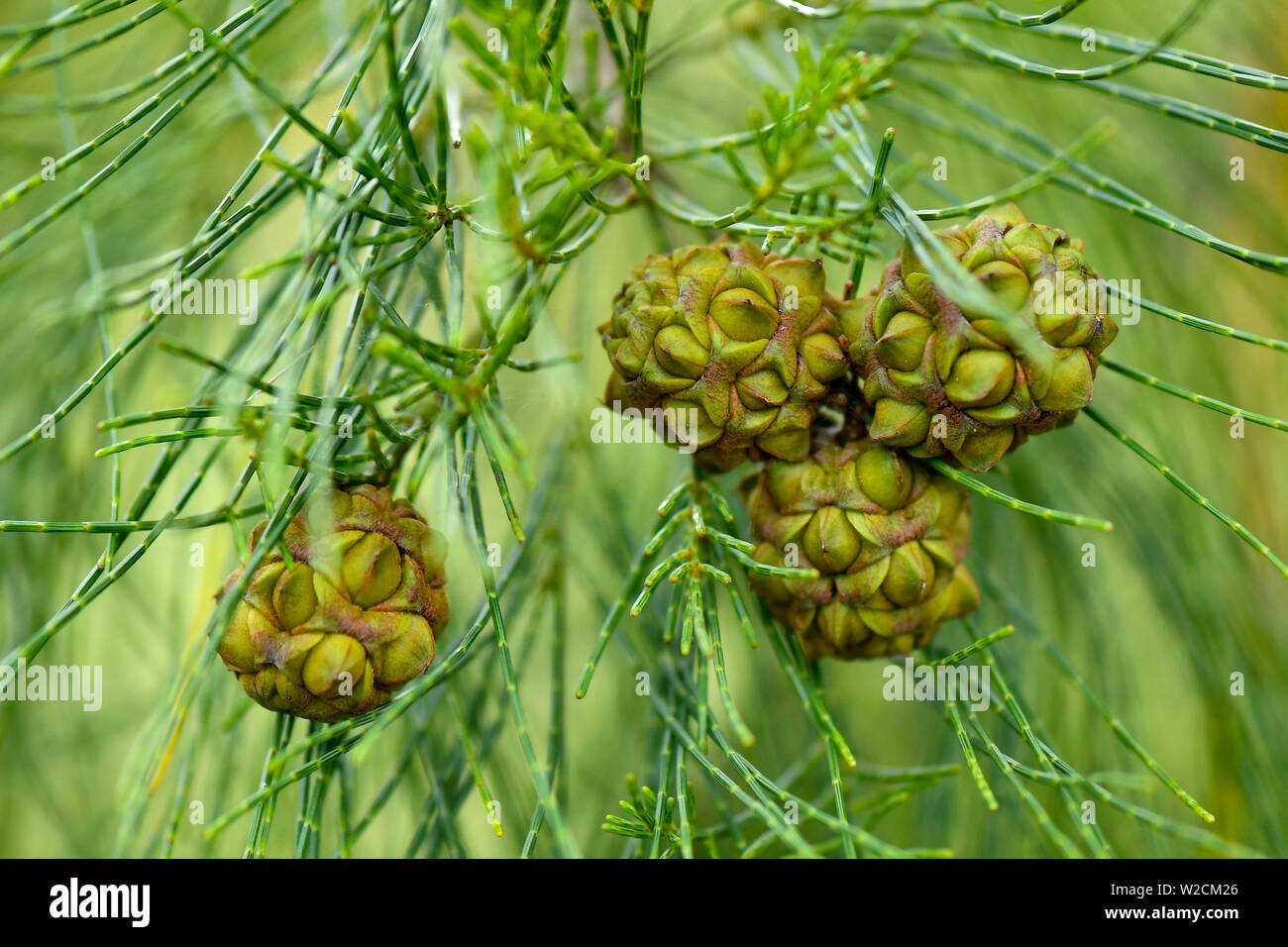 Casuarinaceae young seeds on tree Stock Photo - Alamy