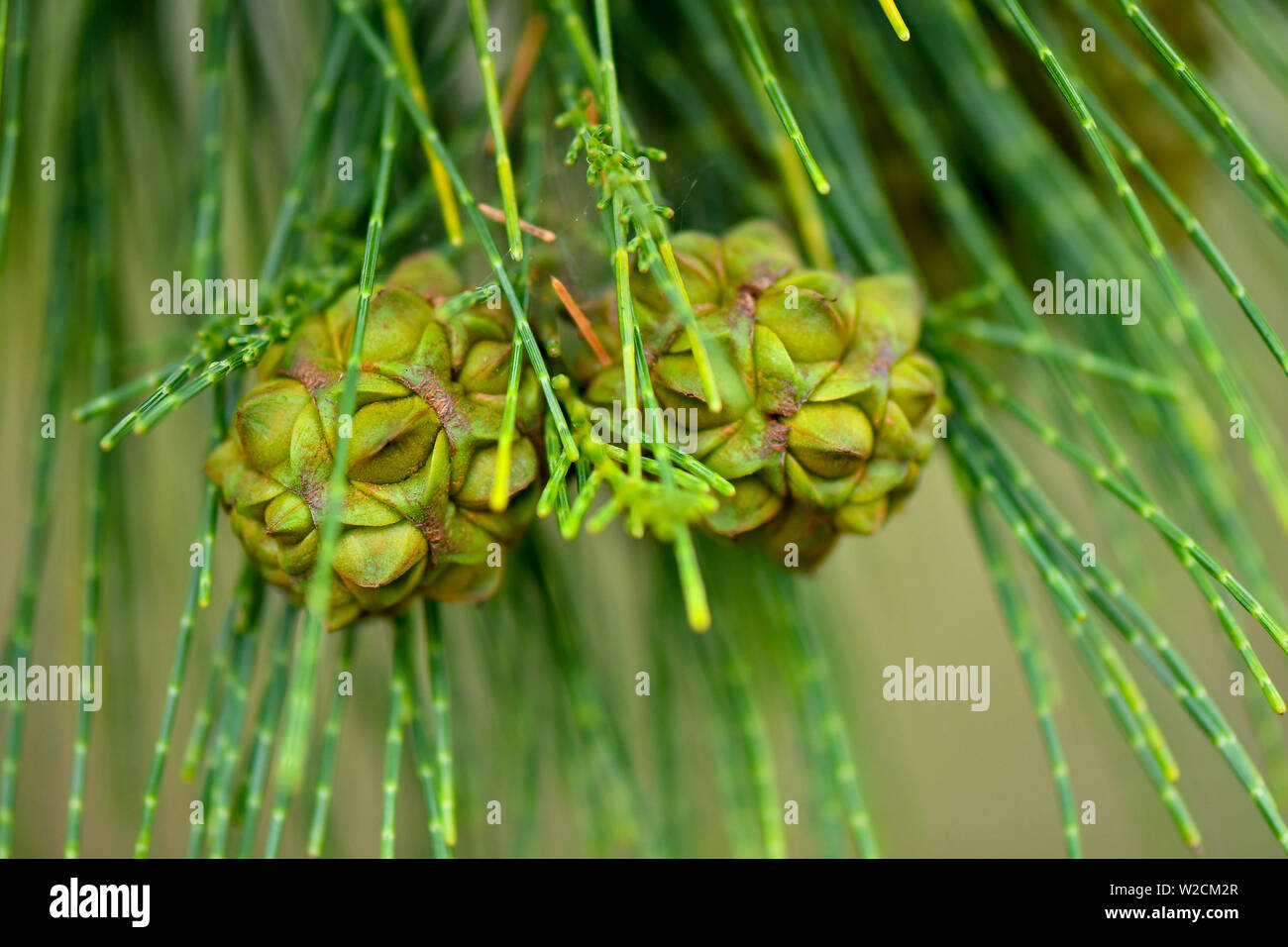 Casuarina park hi-res stock photography and images - Alamy