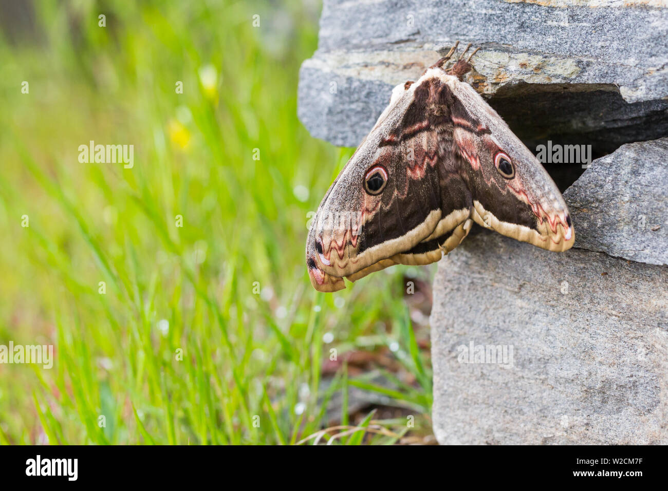 Giant emperor moth hi-res stock photography and images - Alamy