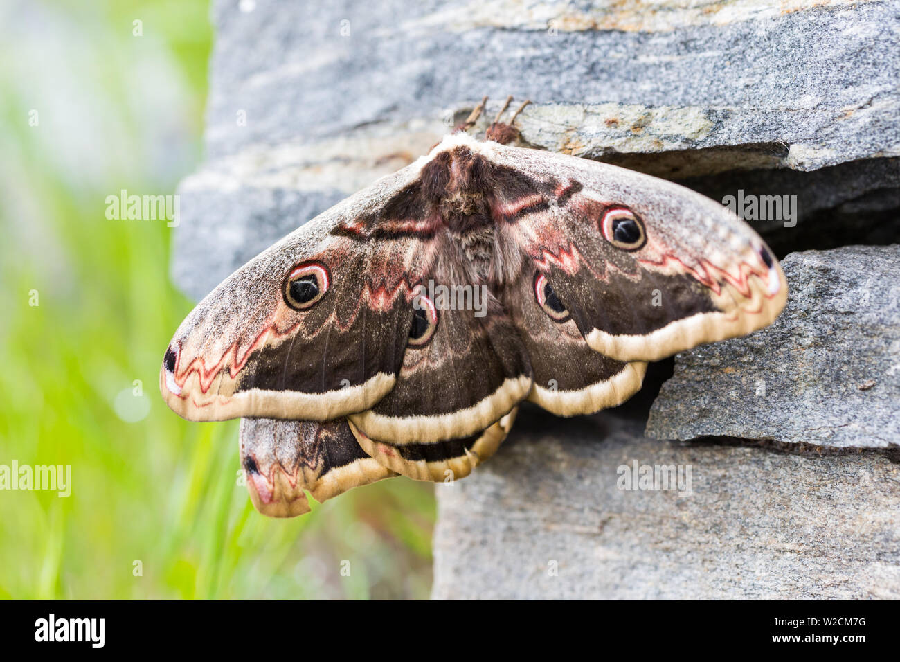 Giant emperor moth hi-res stock photography and images - Alamy