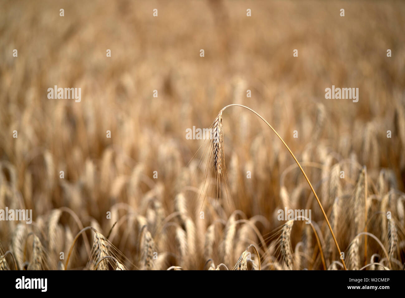 mature wheat field ready to harvest detail Stock Photo - Alamy