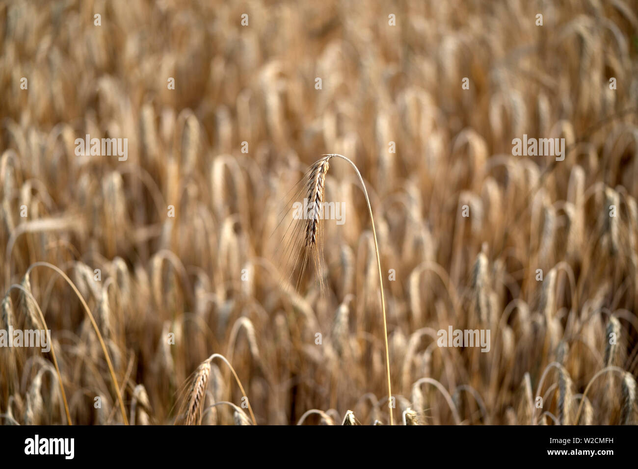 mature wheat field ready to harvest detail Stock Photo - Alamy