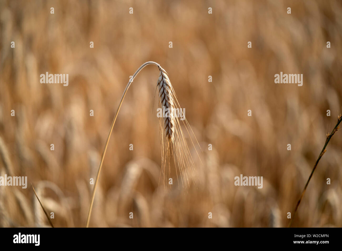 mature wheat field ready to harvest detail Stock Photo - Alamy