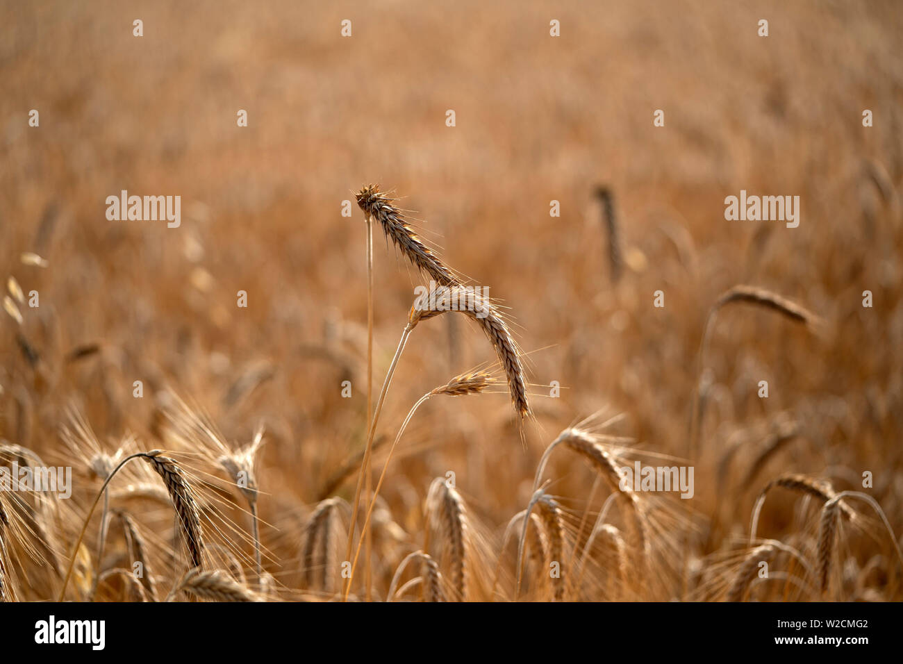 mature wheat field ready to harvest detail Stock Photo - Alamy