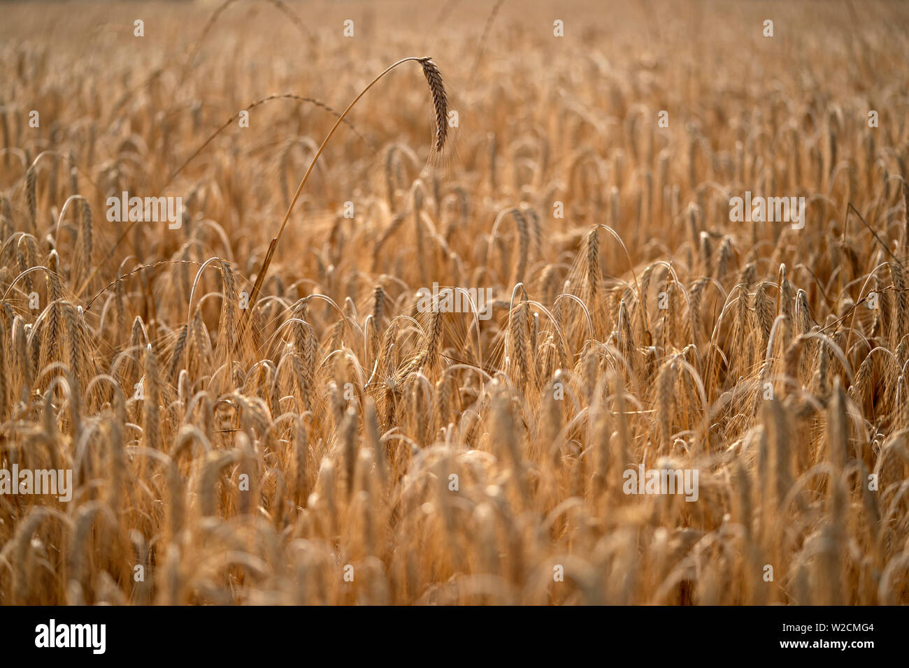 mature wheat field ready to harvest detail Stock Photo - Alamy