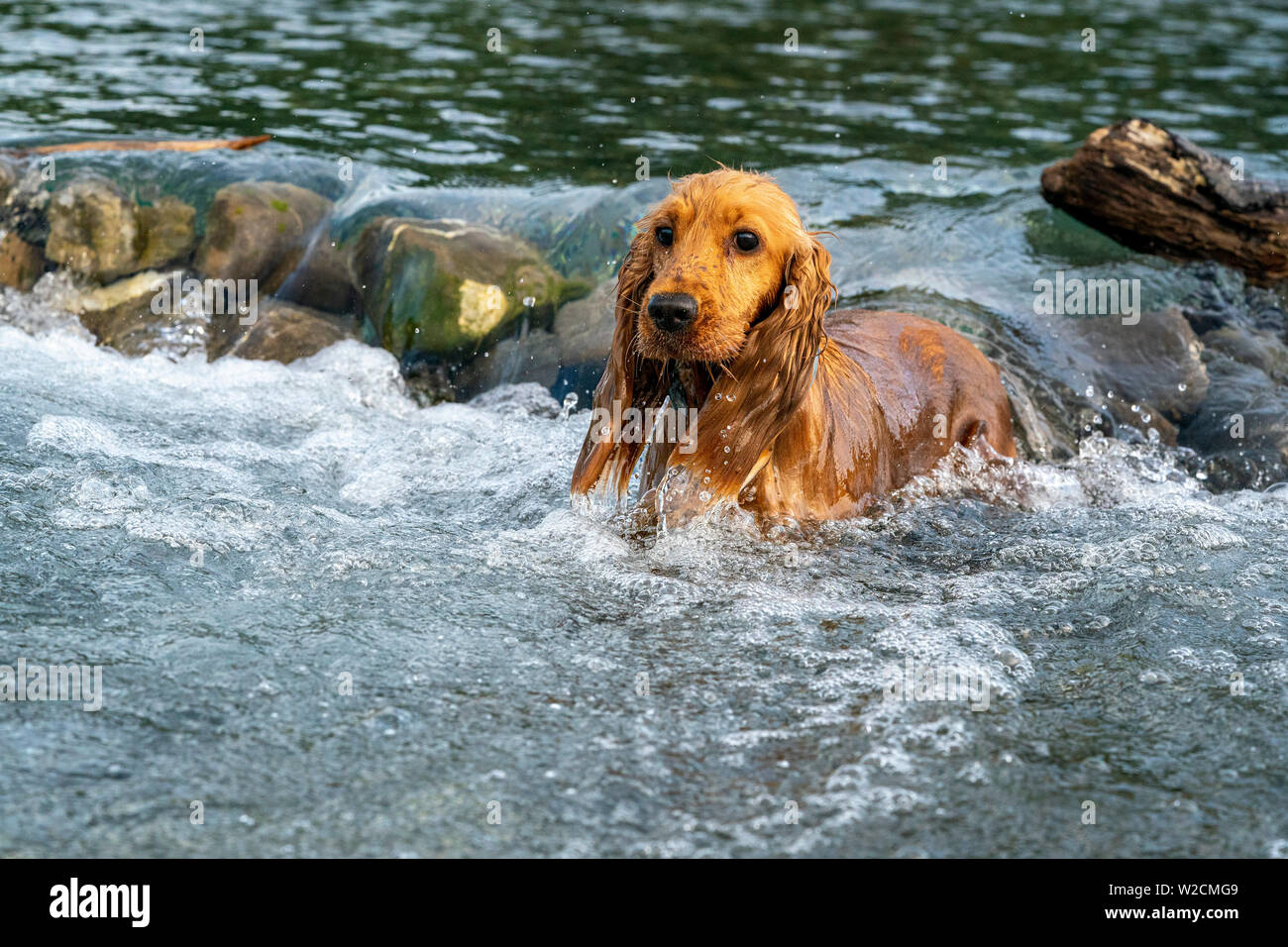 happy puppy dog cocker spaniel in the river running to you Stock Photo ...