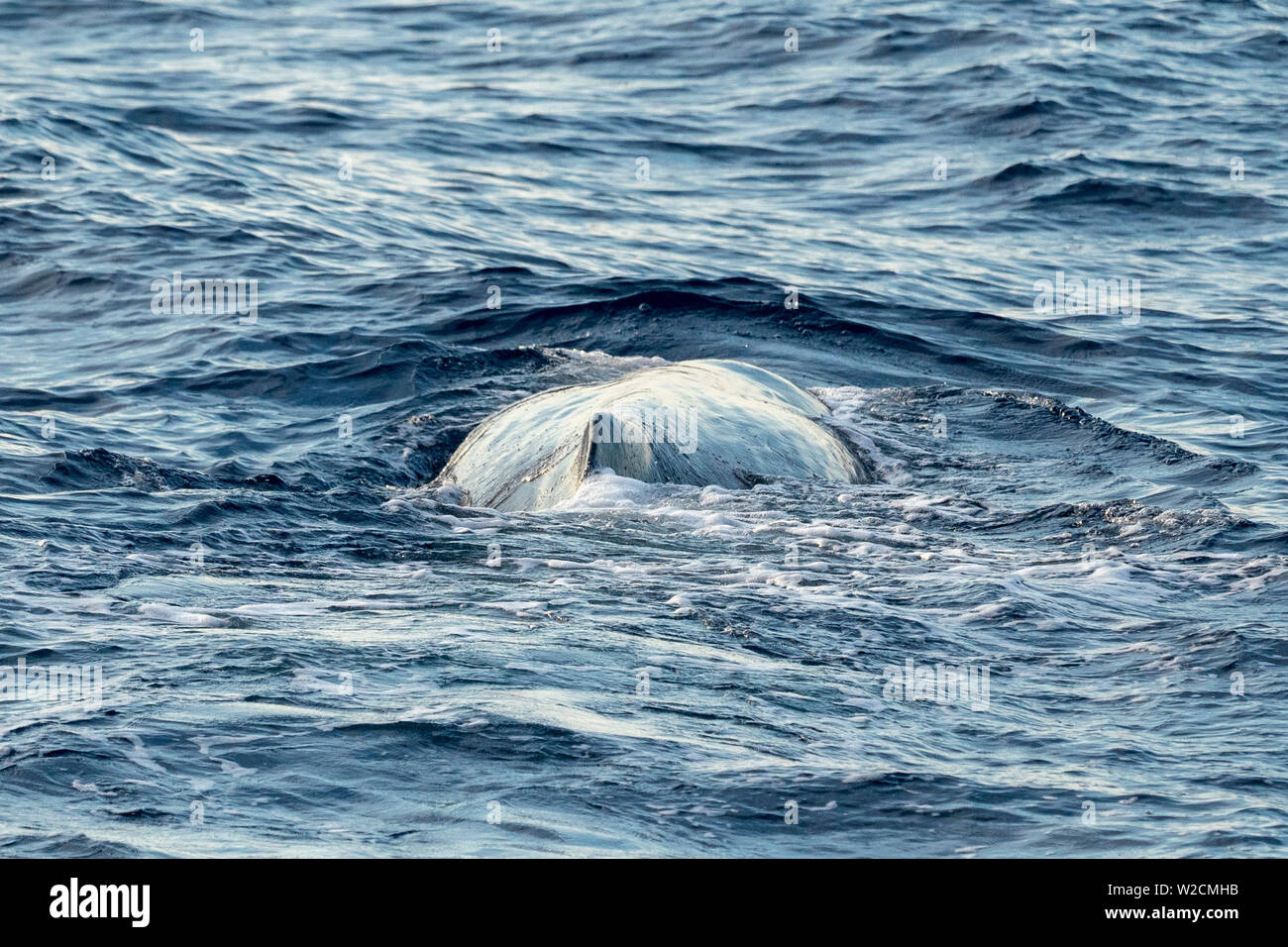 Sperm Whale at sunset close up Stock Photo - Alamy