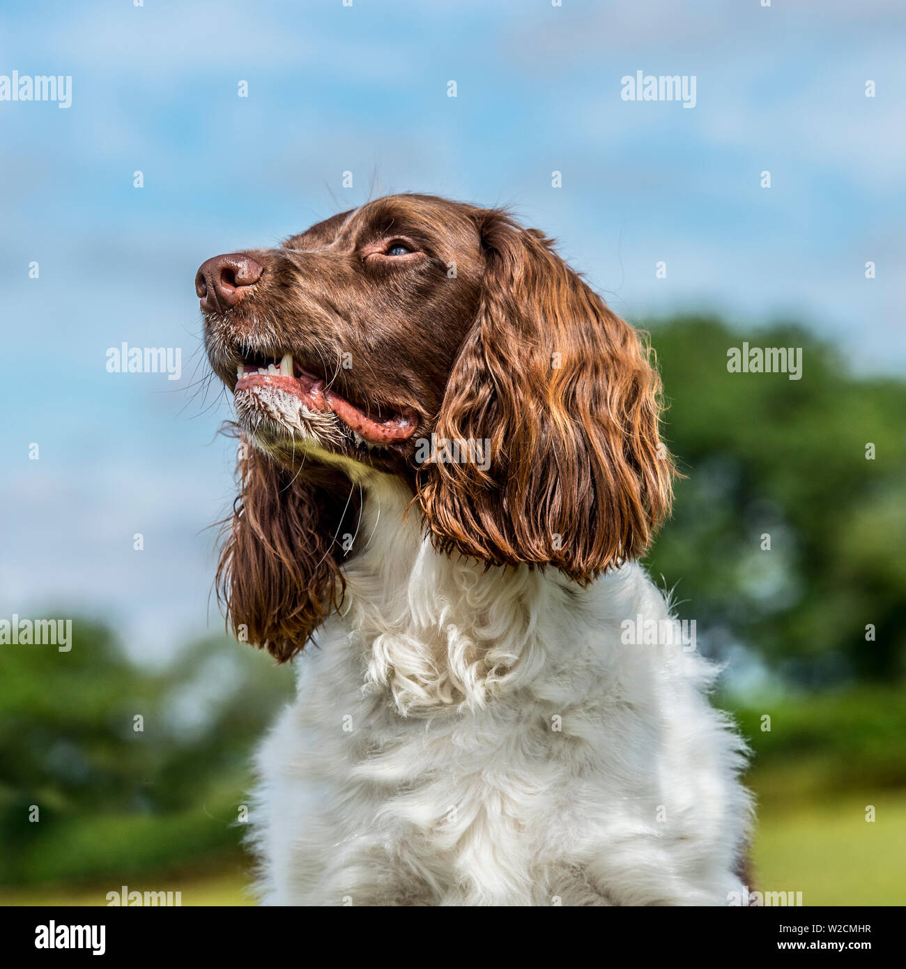 White background field spaniel hi-res stock photography and images - Alamy