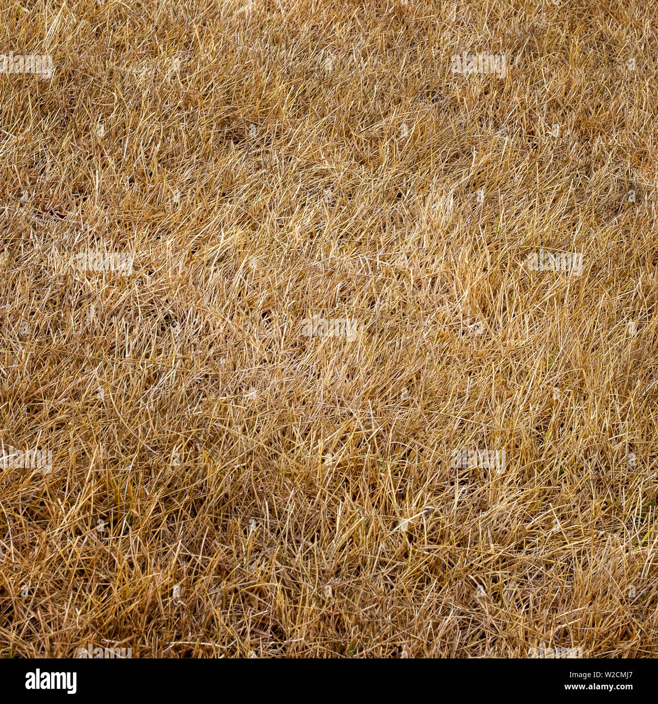 Lawn grass hi-res stock photography and images - Alamy