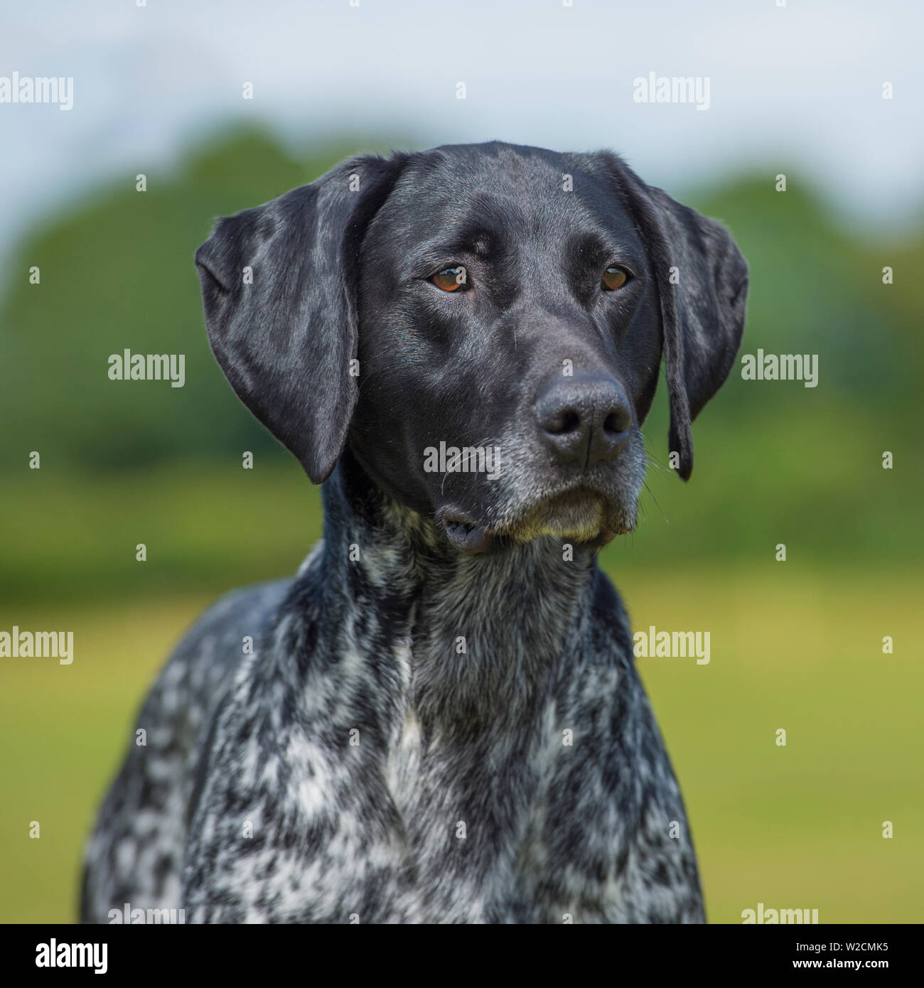 german shorthaired pointer Stock Photo - Alamy
