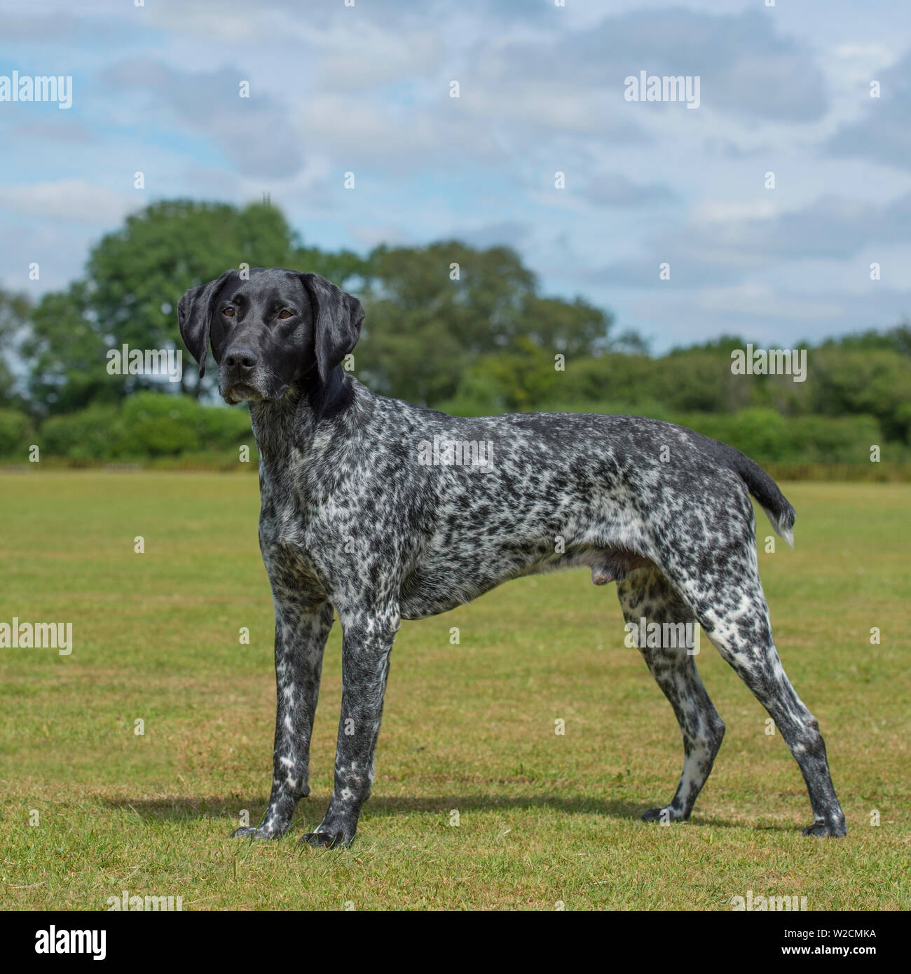 German shorthaired pointer dog standing hi-res stock photography and ...