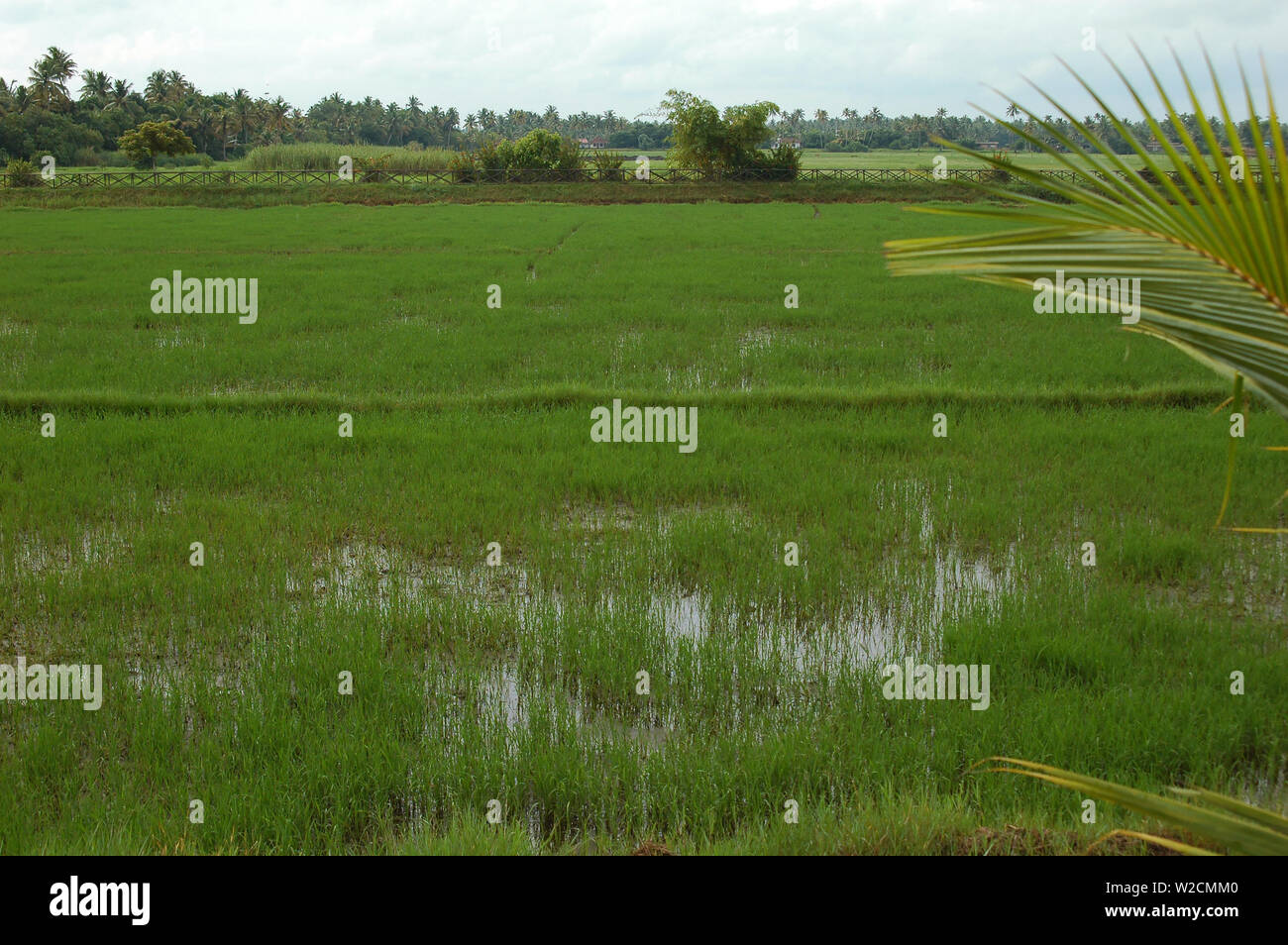 Rice field in India Kerala Kochi Stock Photo - Alamy