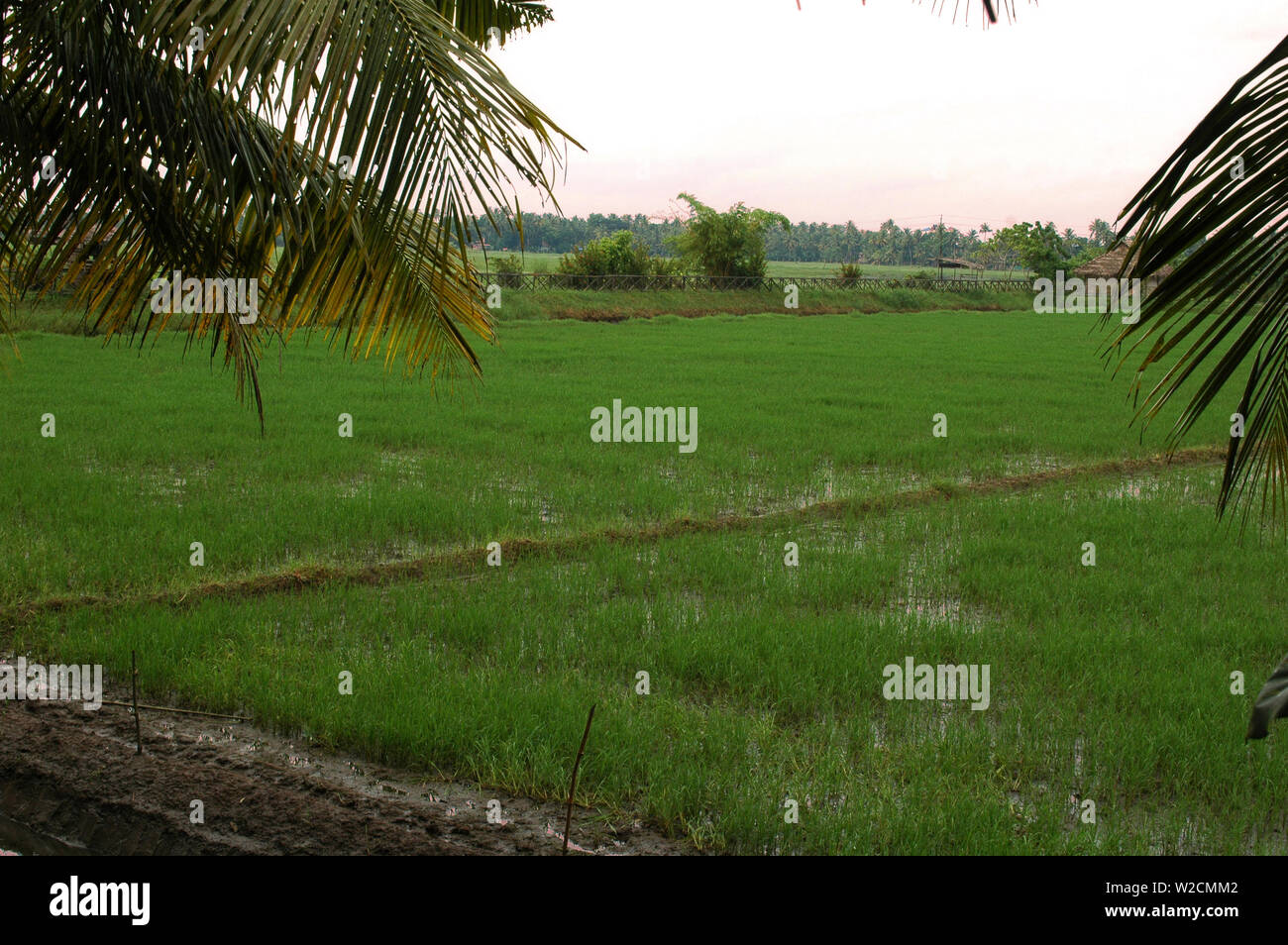 Kerala Paddy Field High Resolution Stock Photography and Images - Alamy