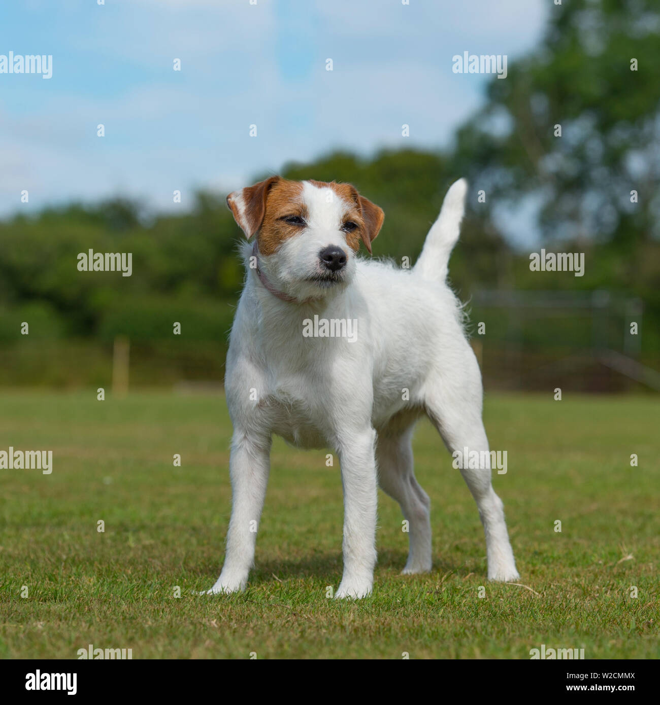 jack russell terrier Stock Photo - Alamy
