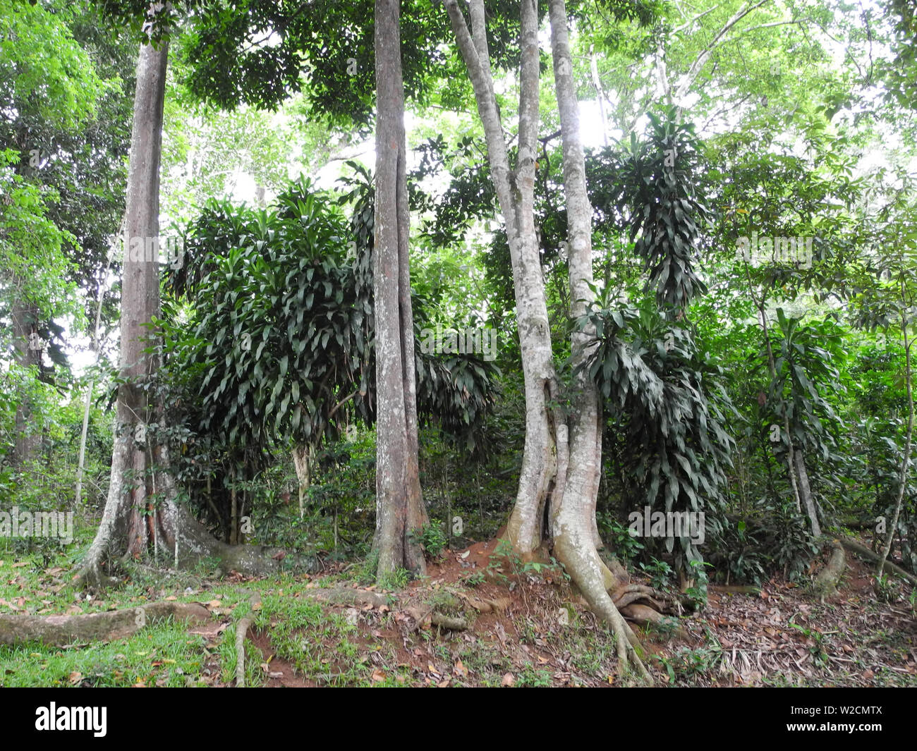 Rainforest in Kerala Kochi Stock Photo - Alamy