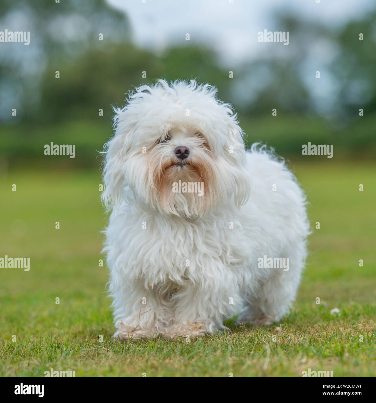 Maltese countryside hi-res stock photography and images - Alamy