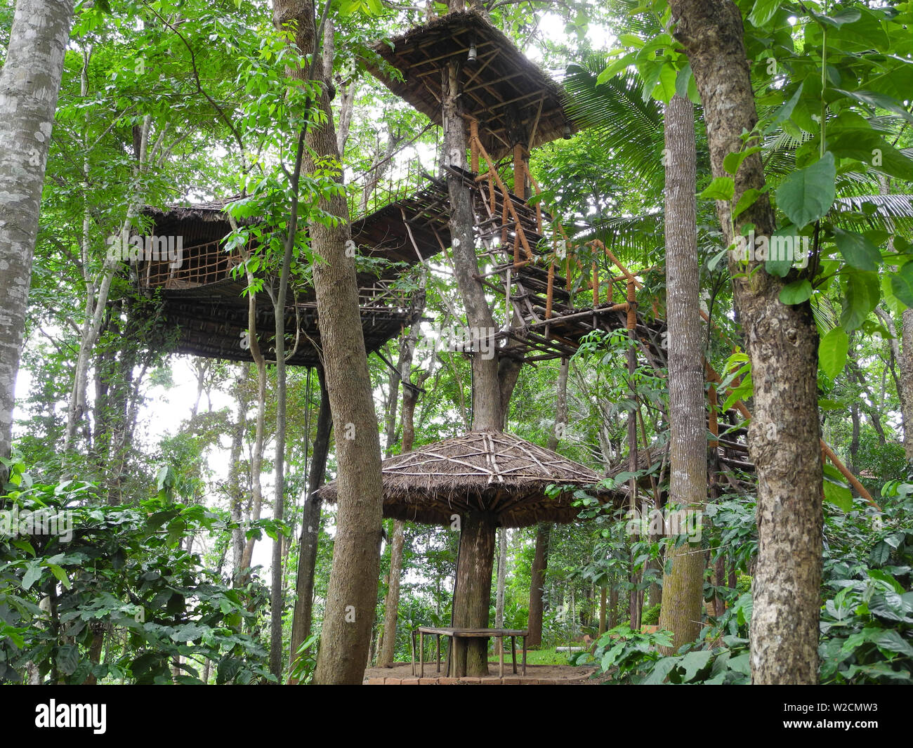 Cafe in India on trees, Kerala Kochi Stock Photo - Alamy
