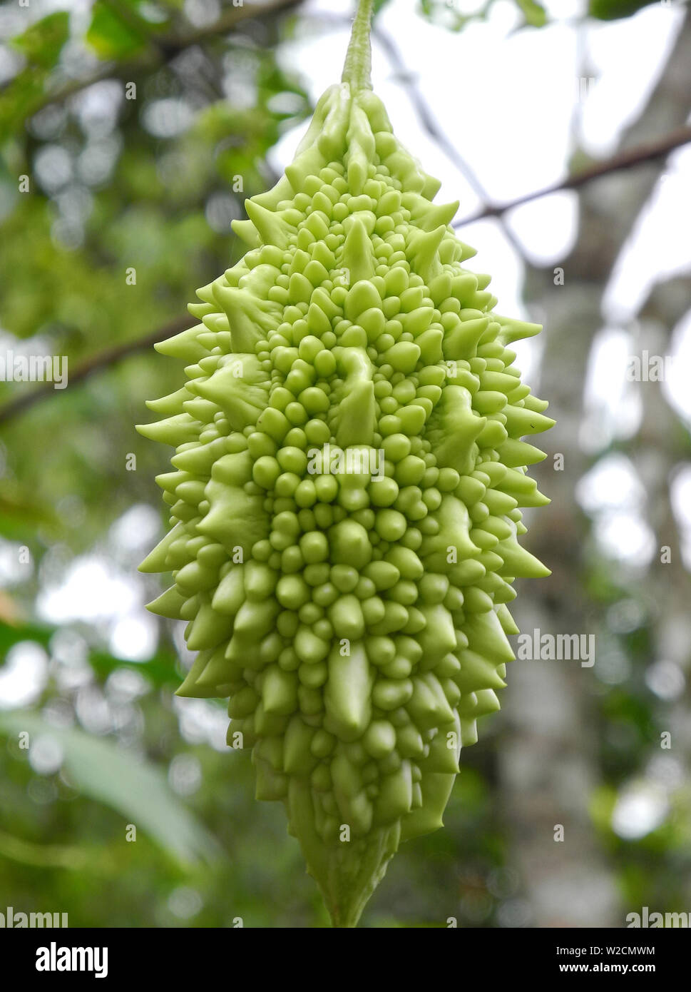 Green fruit of tropical plants Momordica charantia Stock Photo - Alamy