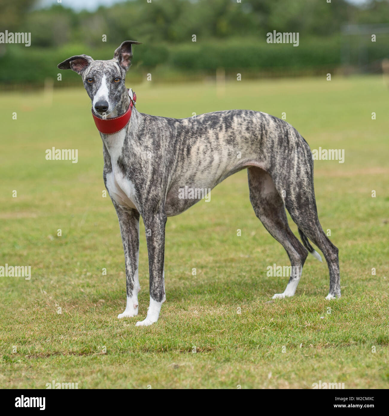 Whippet side view hi-res stock photography and images - Alamy