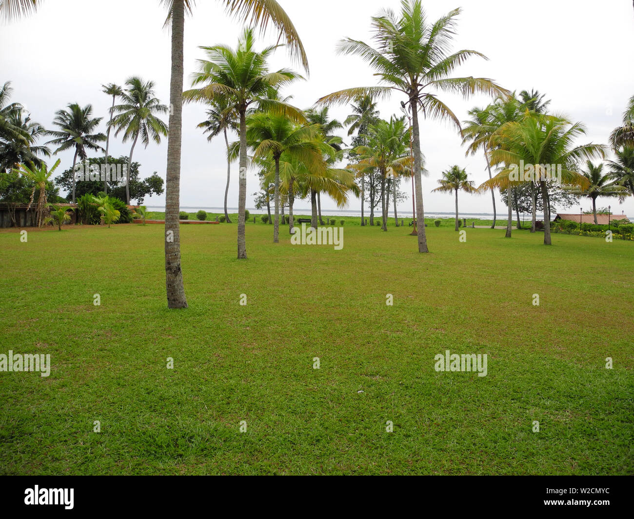 Coconut trees in kerala hi-res stock photography and images - Alamy