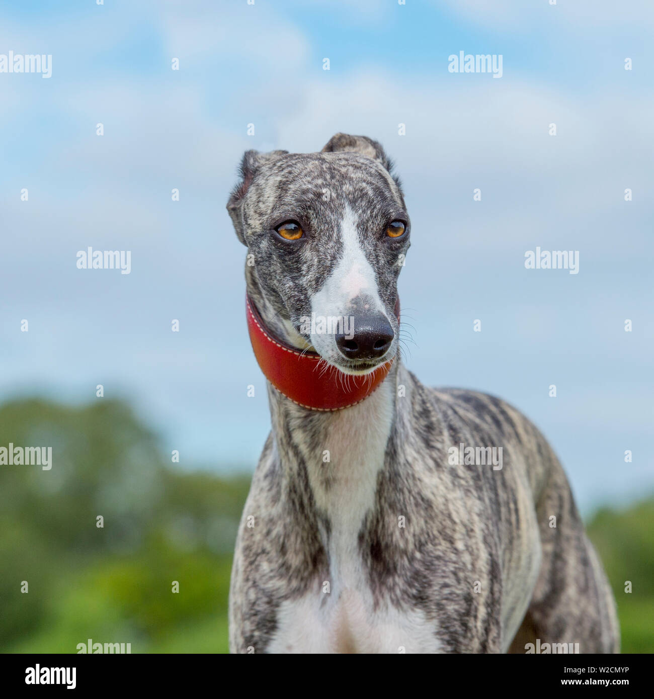 Facing the sky hi-res stock photography and images - Alamy